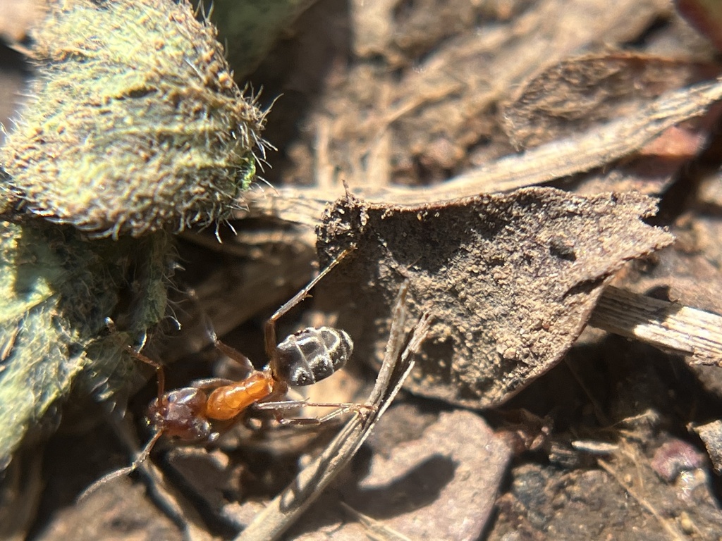 Western Velvety Tree Ant from Lower Lake, CA, US on May 9, 2023 at 04: ...