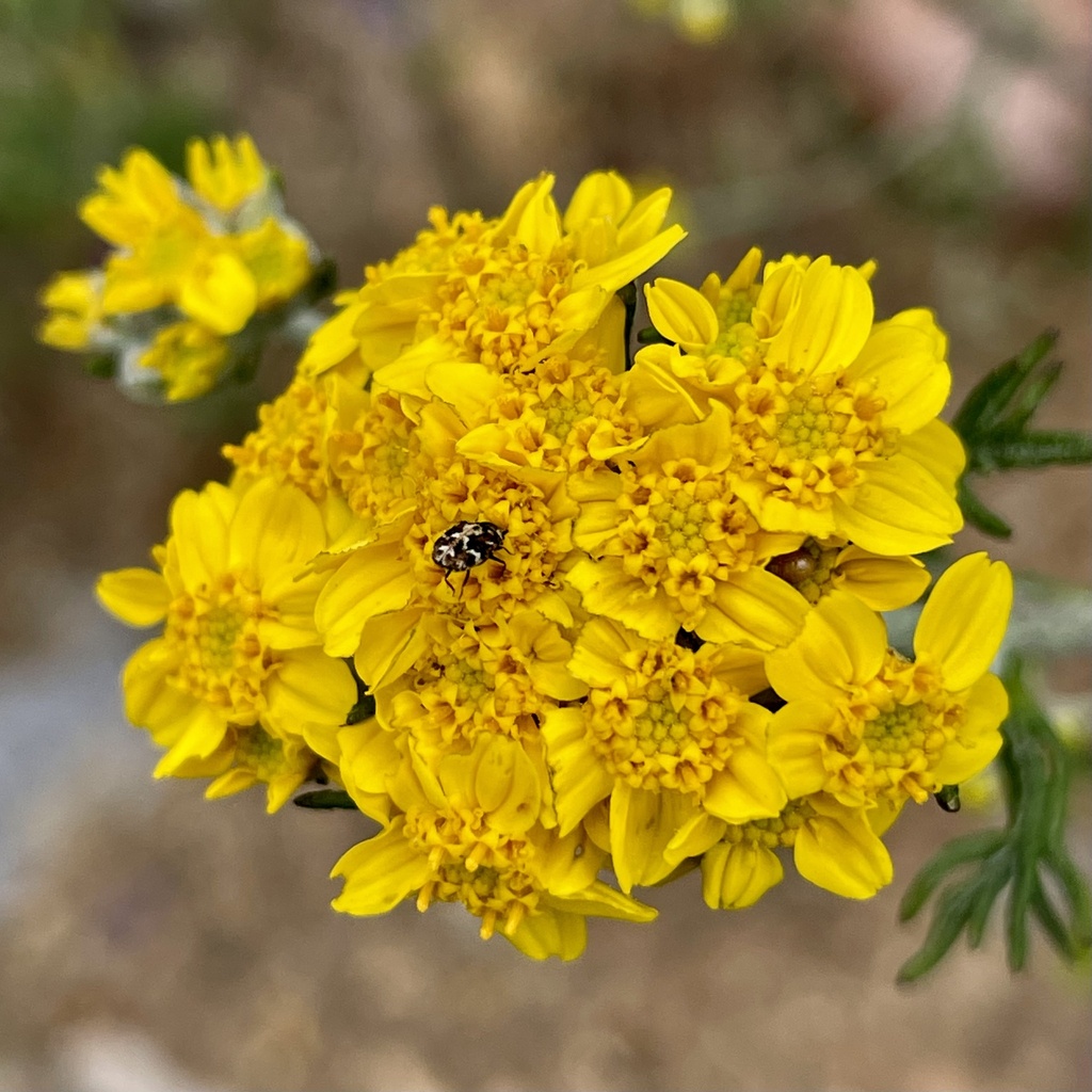Golden Yarrow from CA-52 E, San Diego, CA, US on May 10, 2023 at 10:43 ...