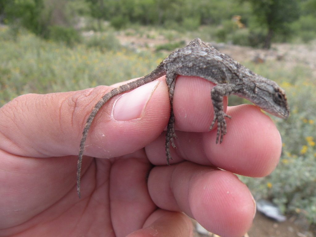 Spiny Lizards from Rancho San felipe San Fernando Tamaulipas on August ...