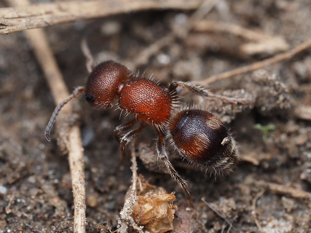 Pseudomethoca frigida from Manhattan, New York, NY, USA on May 8, 2023 ...