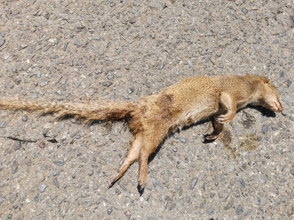 Small Indian Mongoose from Central Aguirre, Salinas, Puerto Rico on May ...