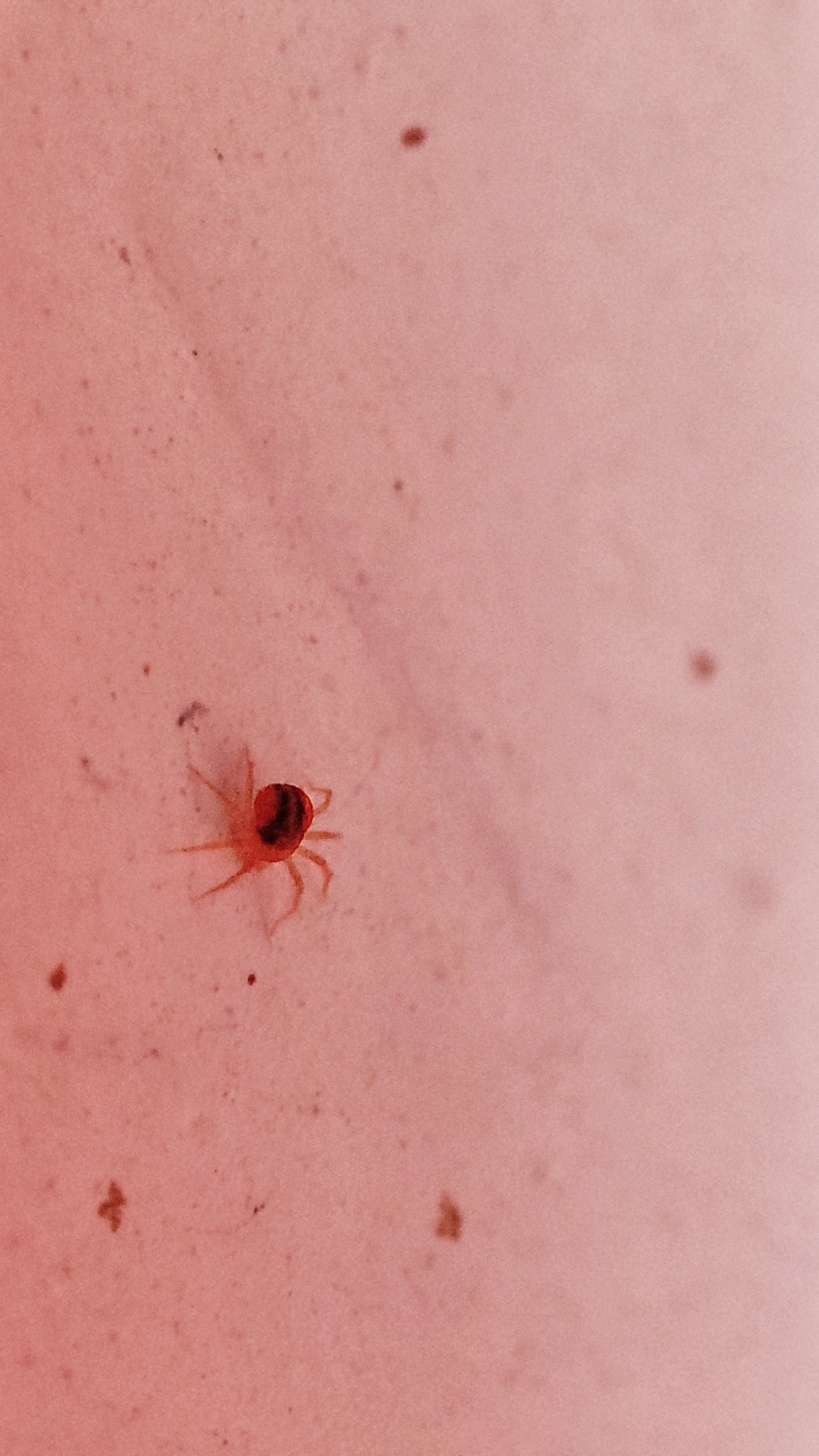 Tetranychus urticae Koch, 1836