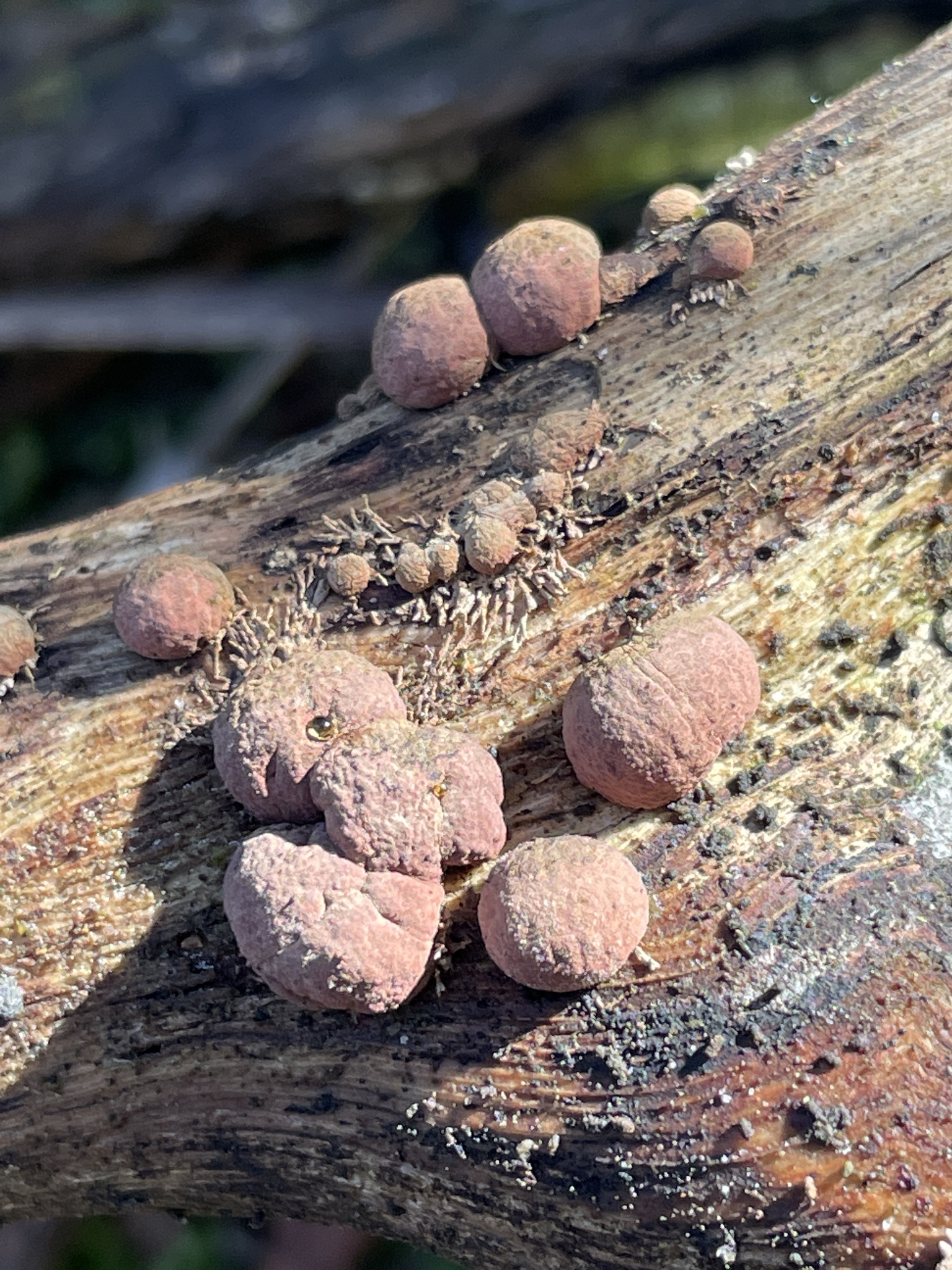 Hypoxylon howeanum Peck