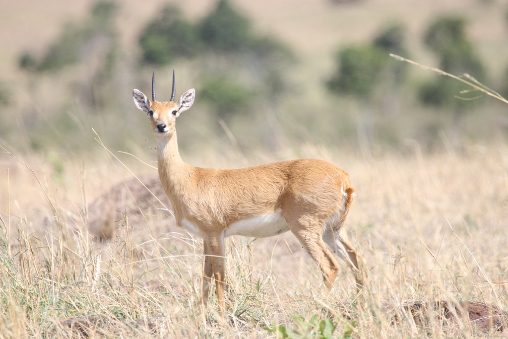 Oribis (Ourebia) - Know Your Mammals