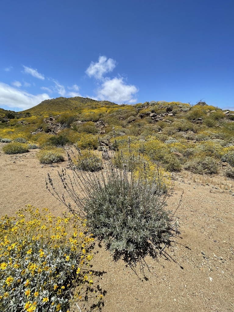 white sage from San Diego County, US-CA, US on May 10, 2023 at 12:35 PM ...