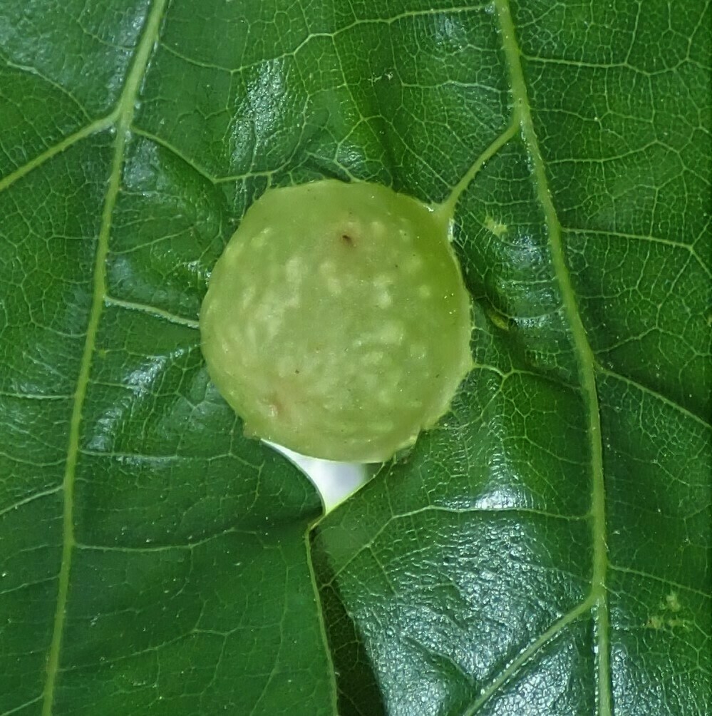 Succulent Oak Gall Wasp from 4603 Green Spring Rd, Alexandria, VA 22312 ...