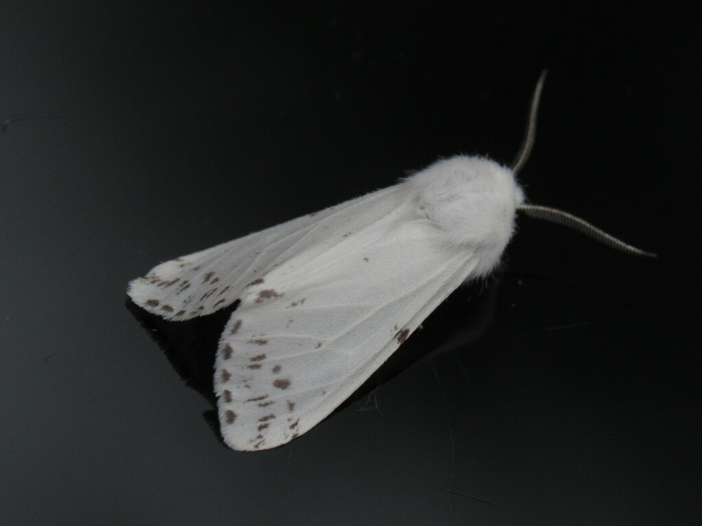 Fall Webworm Moth from Bellbrook, Greene County, OH, USA on May 9, 2023 ...