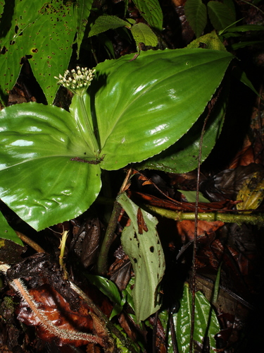 Malaxis insperata · iNaturalist Guatemala