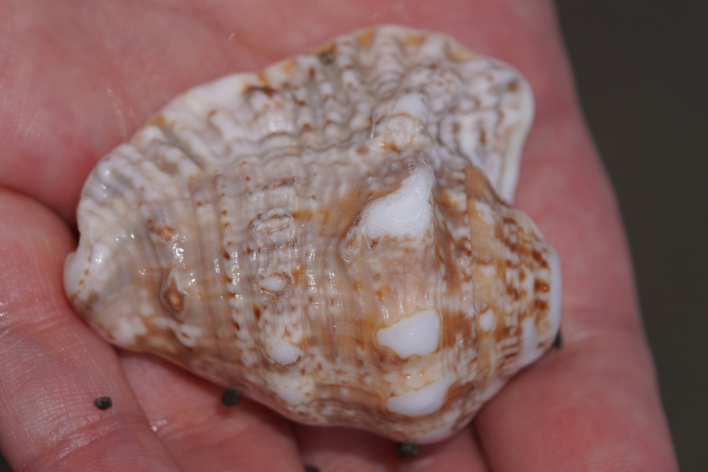 Hawkwing Conch from Port Royal Beach, Jamaica on March 24, 2023 at 01: ...