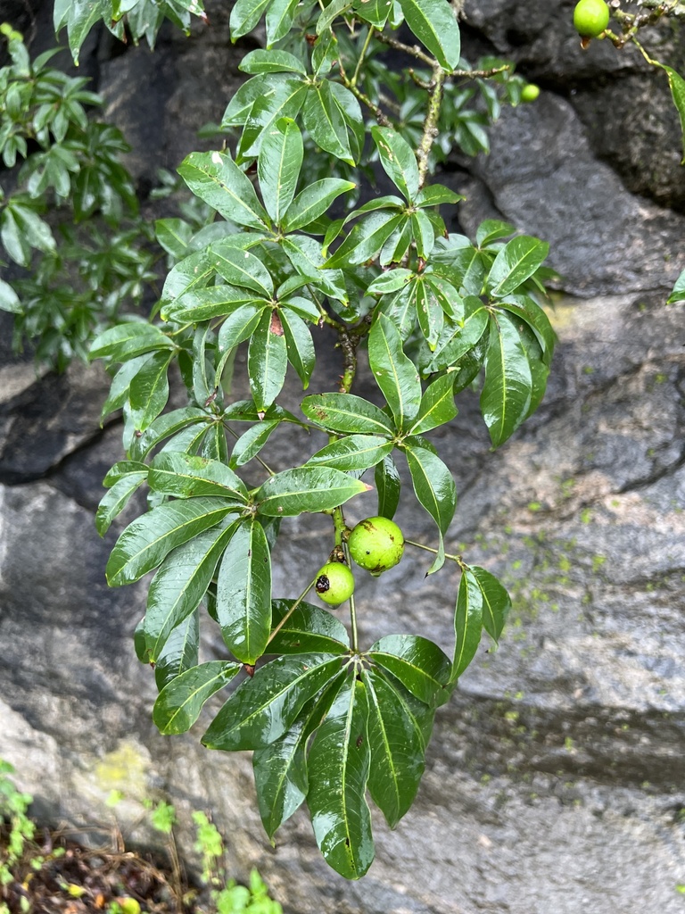 (Ceiba erianthos) - Botanical Realm