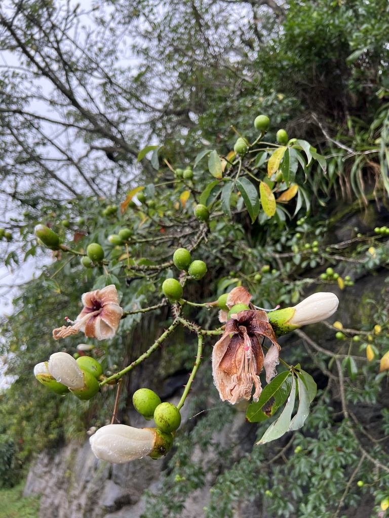 (Ceiba erianthos) - Botanical Realm