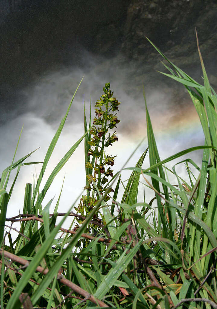 Wild Coco (Orquídeas de Cunha) · iNaturalist