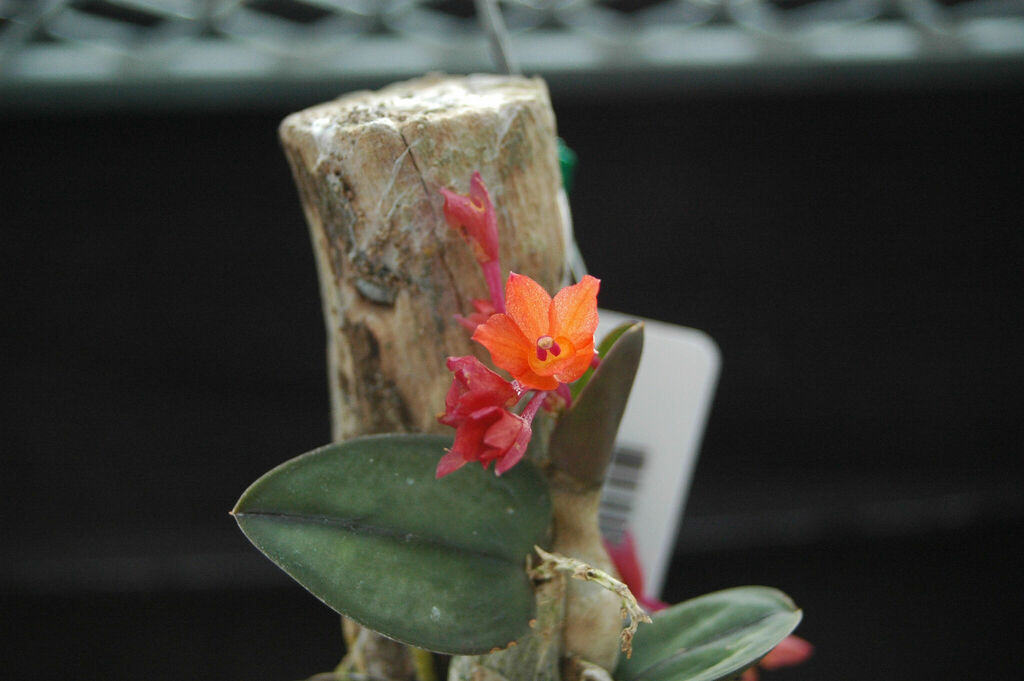 Cattleya cernua (Orquídeas de Cunha) · iNaturalist