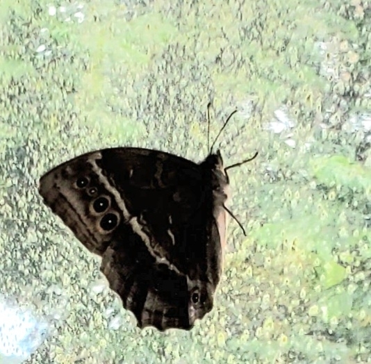 Neope muirheadii (Felder, 1862)