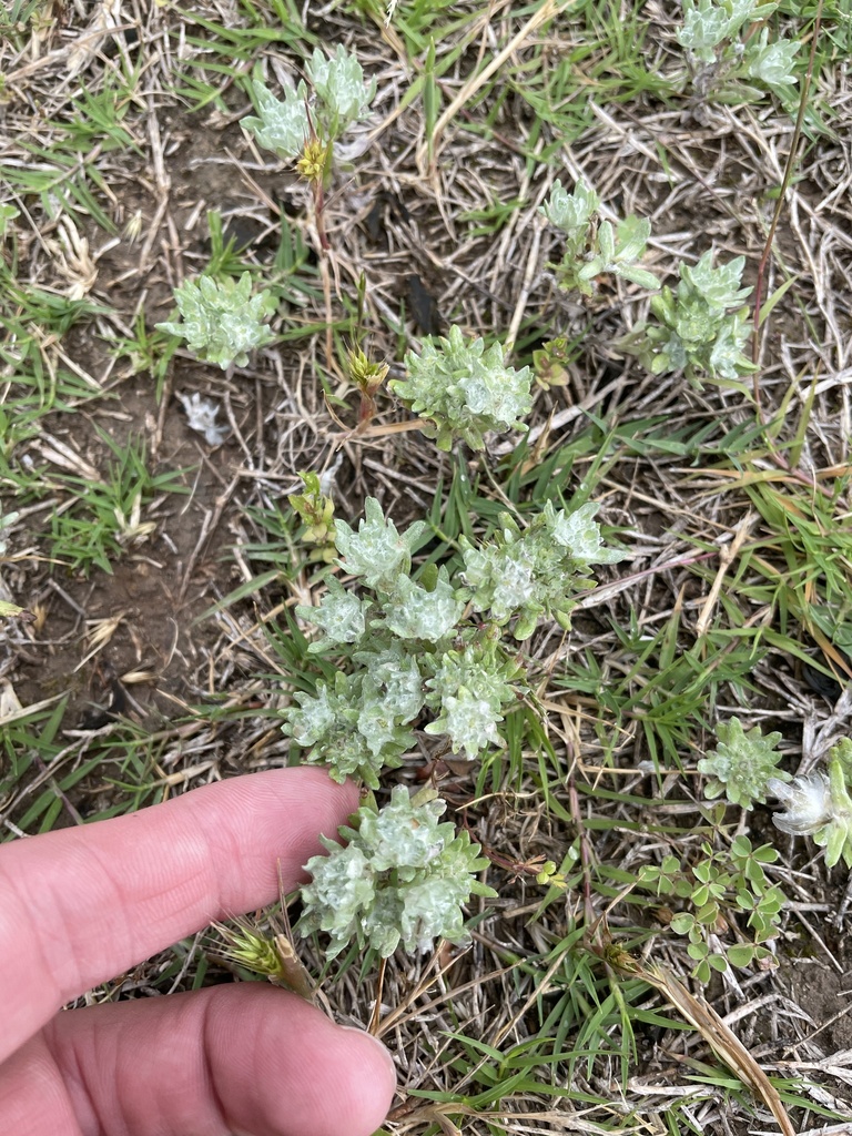 flathead rabbit tobacco from Eldorado Pkwy, McKinney, TX, US on May 10 ...