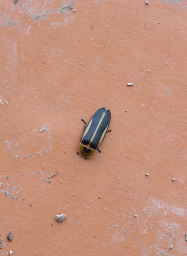 Cratomorphus diaphanus from Reserva natural Otamendi on December 15 ...