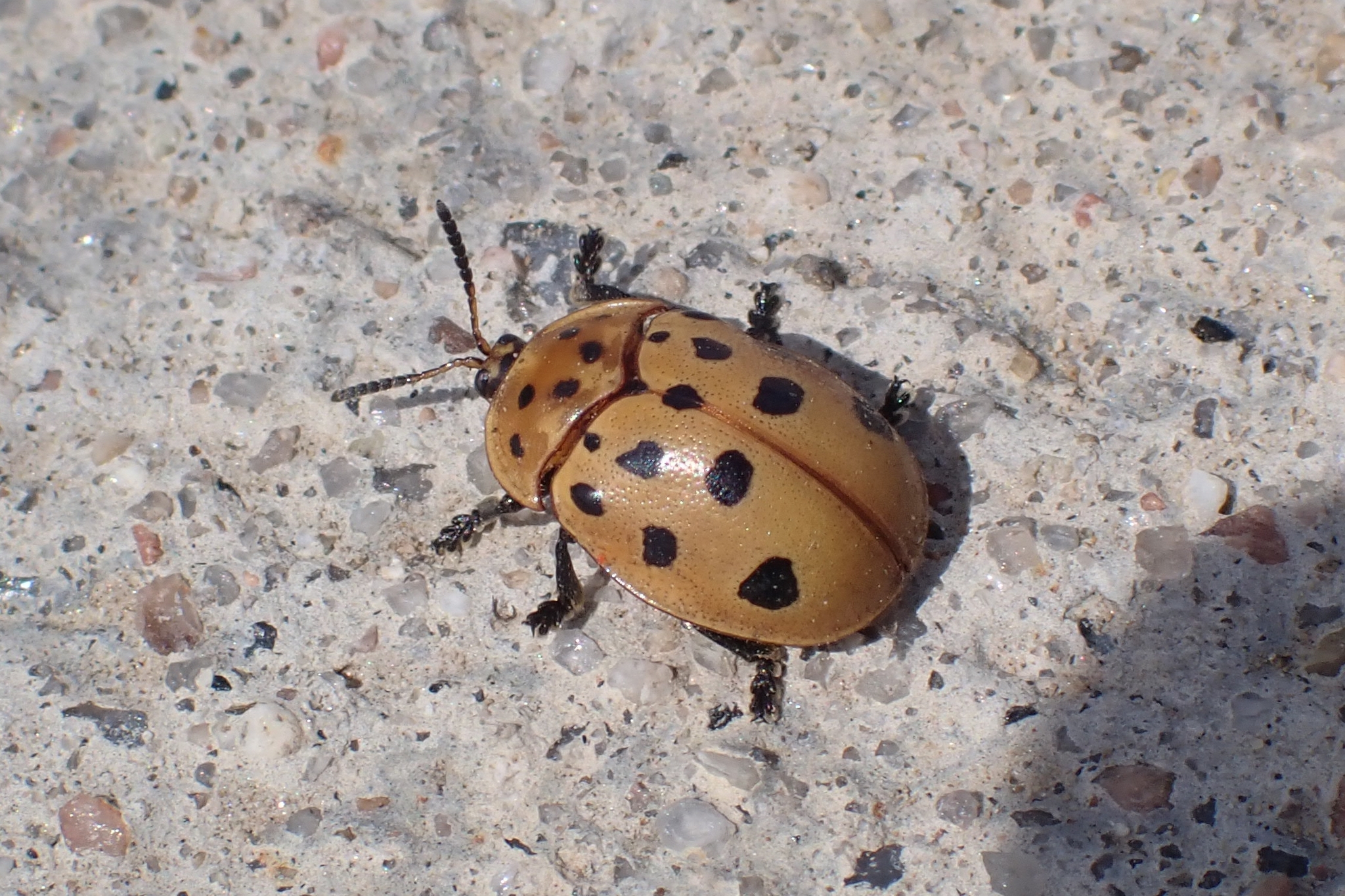 Chelymorpha cassidea (Fabricius, 1775)