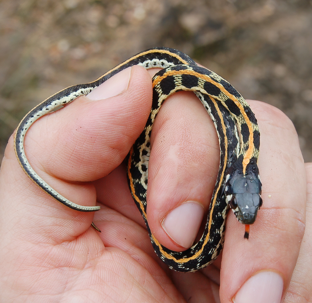 Black-necked Garter Snake from San Saba County, TX, USA on October 15 ...