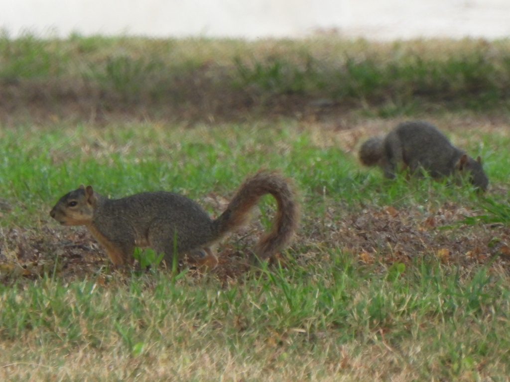 Fox Squirrel from McKinney, TX, USA on May 10, 2023 at 05:18 PM by Sam ...