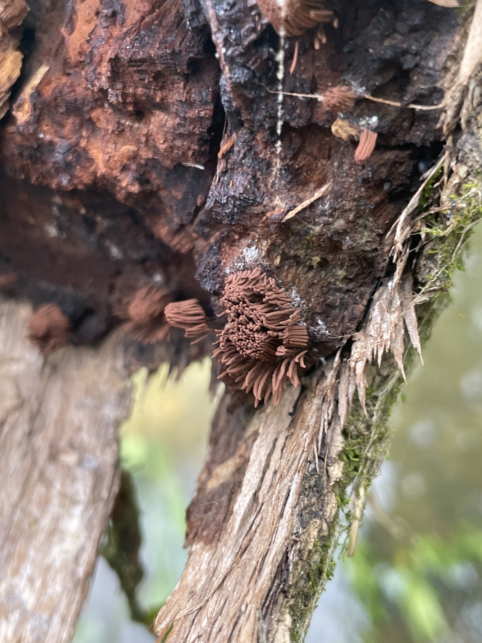 Stemonitis splendens Rostaf., 1874