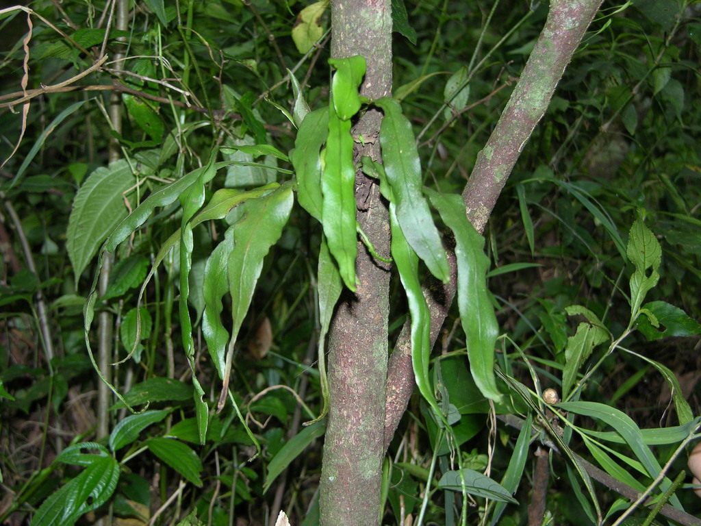 Needle Fern (Lepisorus mucronatus) - Botanical Realm