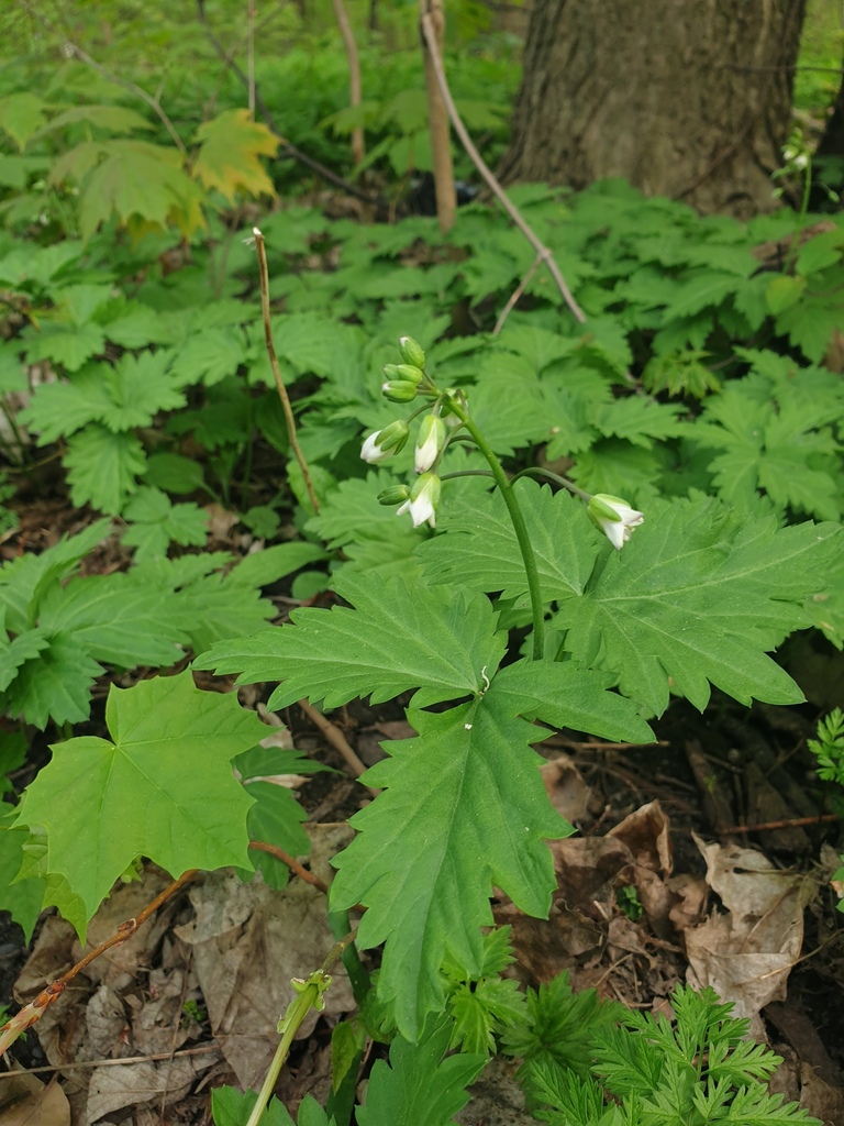 large toothwort from Ville-Marie, Montréal, QC, Canada on May 8, 2023 ...