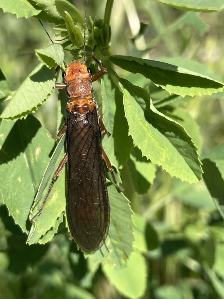 California Giant Stonefly from Chico, CA, US on May 10, 2023 at 09:57 ...