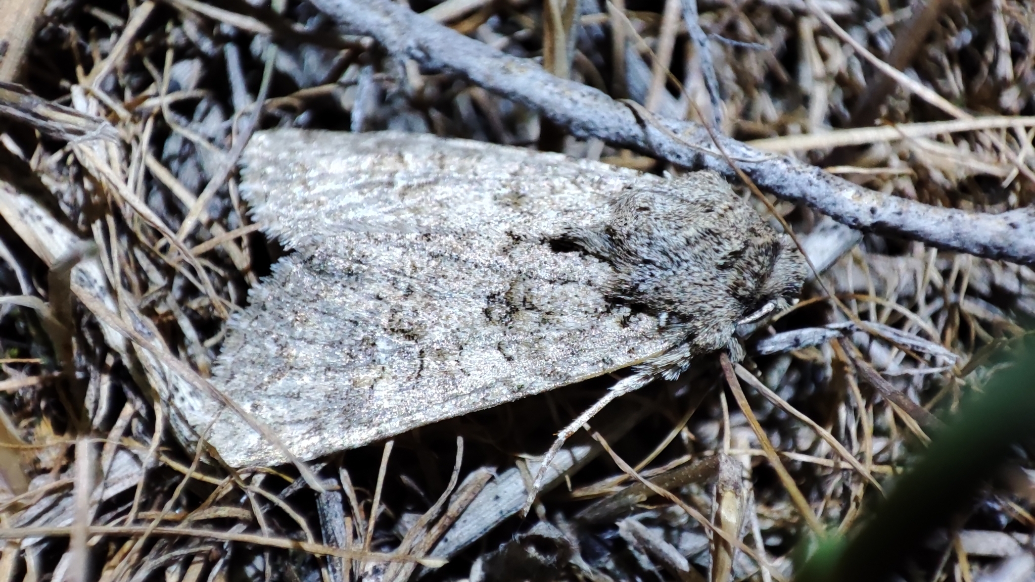 Anarta sabulorum Alphéraky, 1882