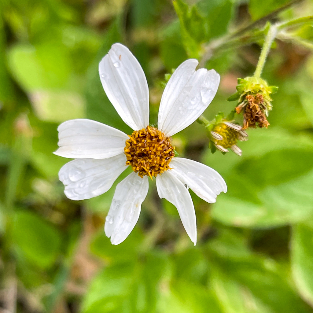 White beggarticks from Southampton Parish, Bermuda on April 29, 2023 at ...