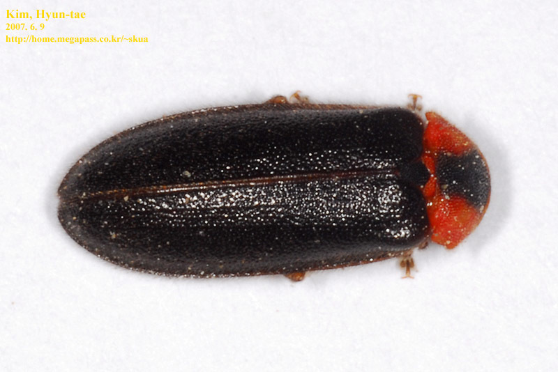 Aquatica lateralis (Motschulsky, 1860)