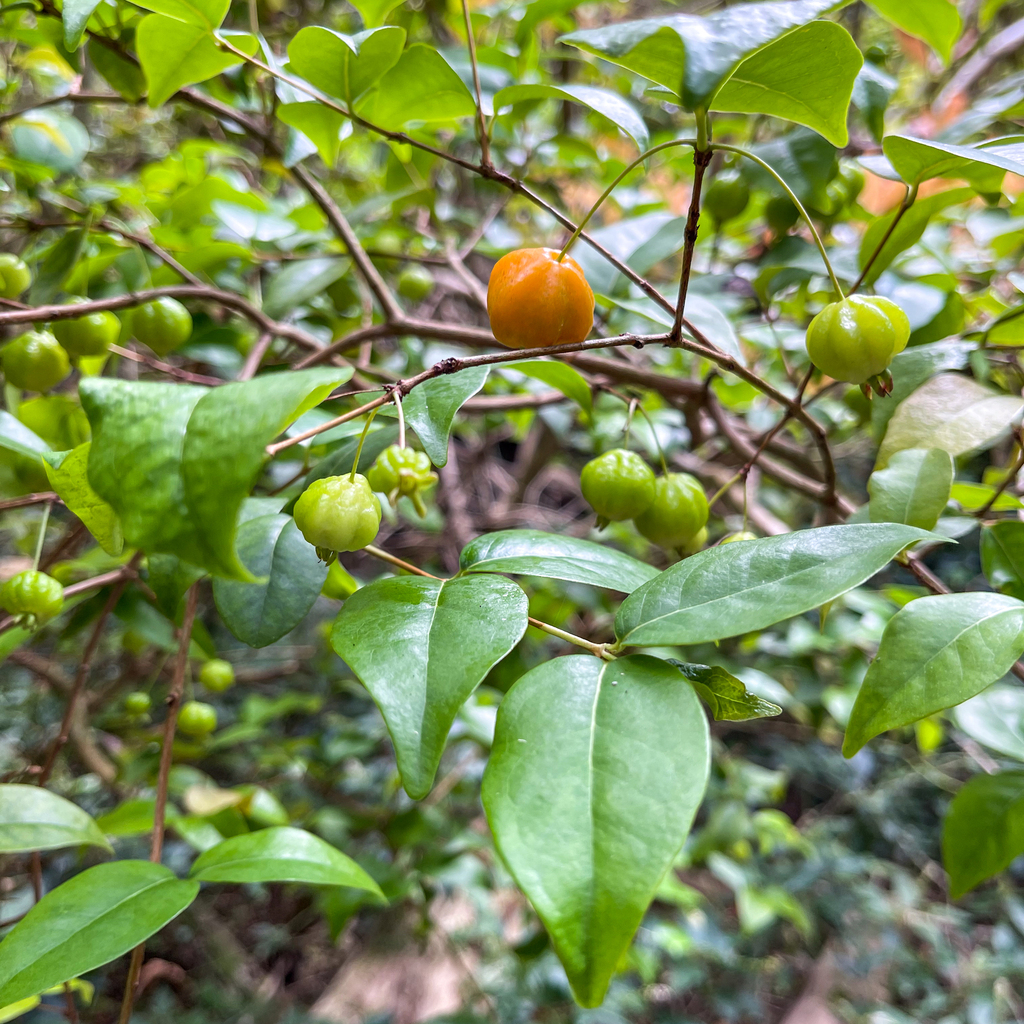Surinam Cherry from Somerset Village, Bermuda on April 30, 2023 at 03:00 PM by David Govoni ...