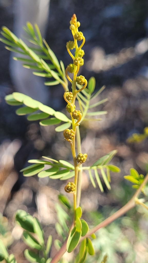 mudgee wattle in May 2023 by Eamonn Culhane · iNaturalist