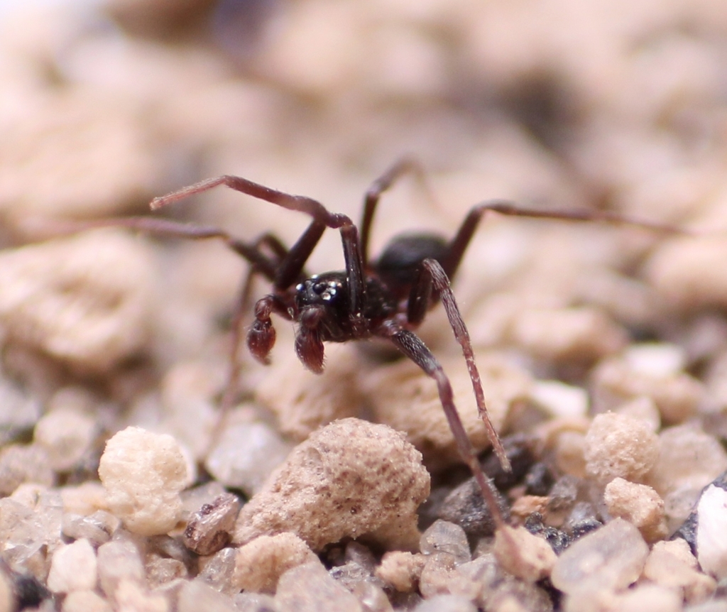 Ant Spiders from Lake Murray, San Diego, CA, USA on May 10, 2023 at 03: ...