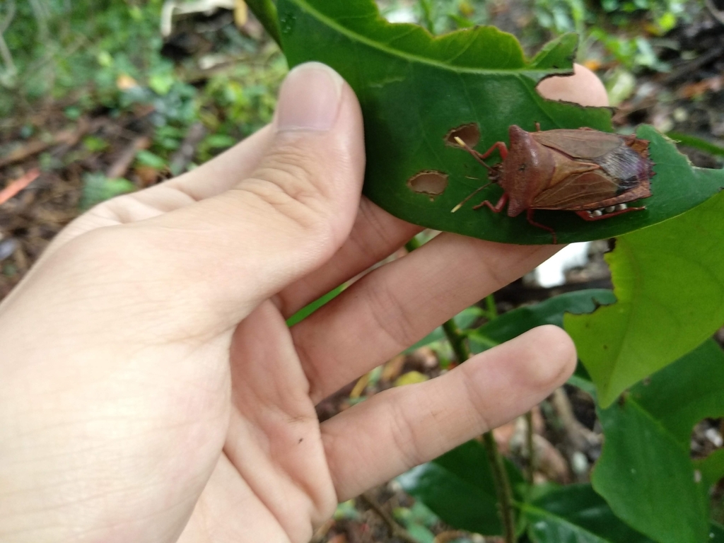 Pygoplatys longiceps from Mount Makiling on September 17, 2019 at 03:15 ...