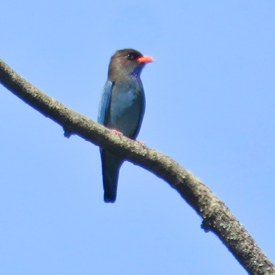 Dollarbird from Marlee NSW 2429, Australia on October 02, 2020 at 01:03 ...
