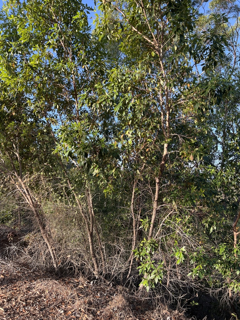 Brush Box from Tungamull, QLD, AU on May 11, 2023 at 04:15 PM by vdllfw ...