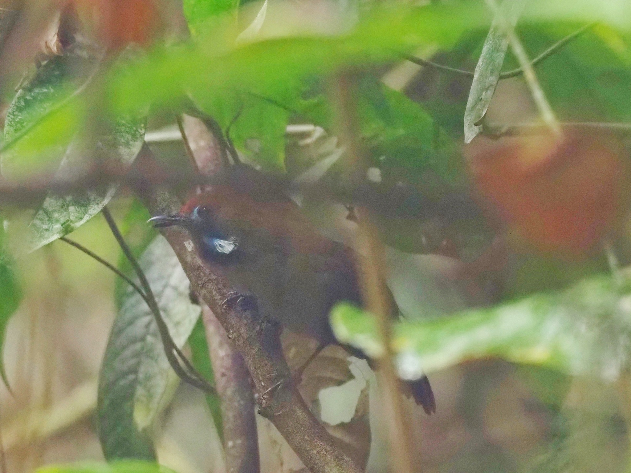 Macronus ptilosus Jardine & Selby, 1835