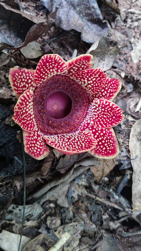 Himalayan sapria from Xishuangbanna Dai, CN-YN, CN on December 14, 2021 ...