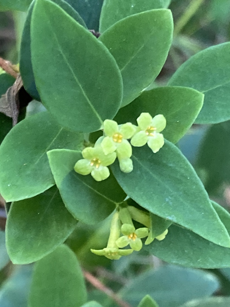 Bootlace Plant from Coomba Park, NSW, AU on May 11, 2023 at 08:08 AM by ...