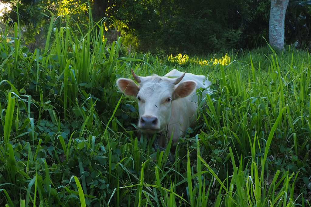 Domestic Cattle from Ifira, Shefa, Vanuatu on December 14, 2022 at 05: ...