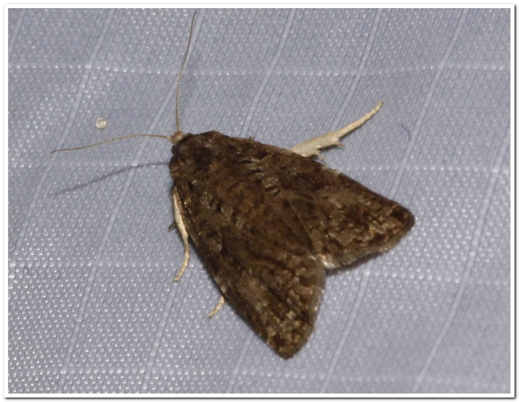 Spruce Budworm Moth from Le Rocher-Percé, QC, Canada on July 31, 2017 ...