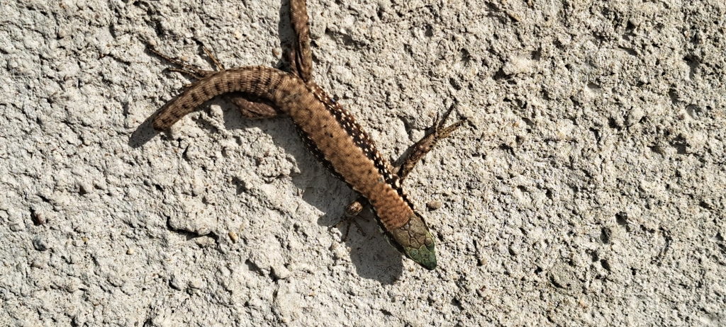Lebanon Lizard from Yalnızcabağ, Mut/Mersin, Türkiye on May 9, 2023 at ...