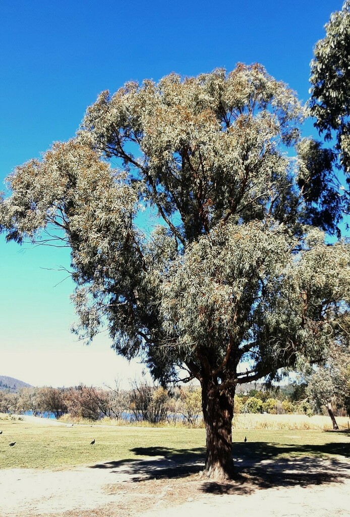 narrow-leaved black peppermint from Wallerawang NSW 2845, Australia on ...