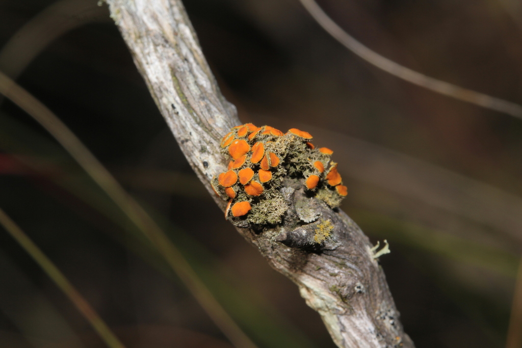 Golden-eye Lichen from Bruinklip, Riviersonderend, Overberg. on May 10 ...