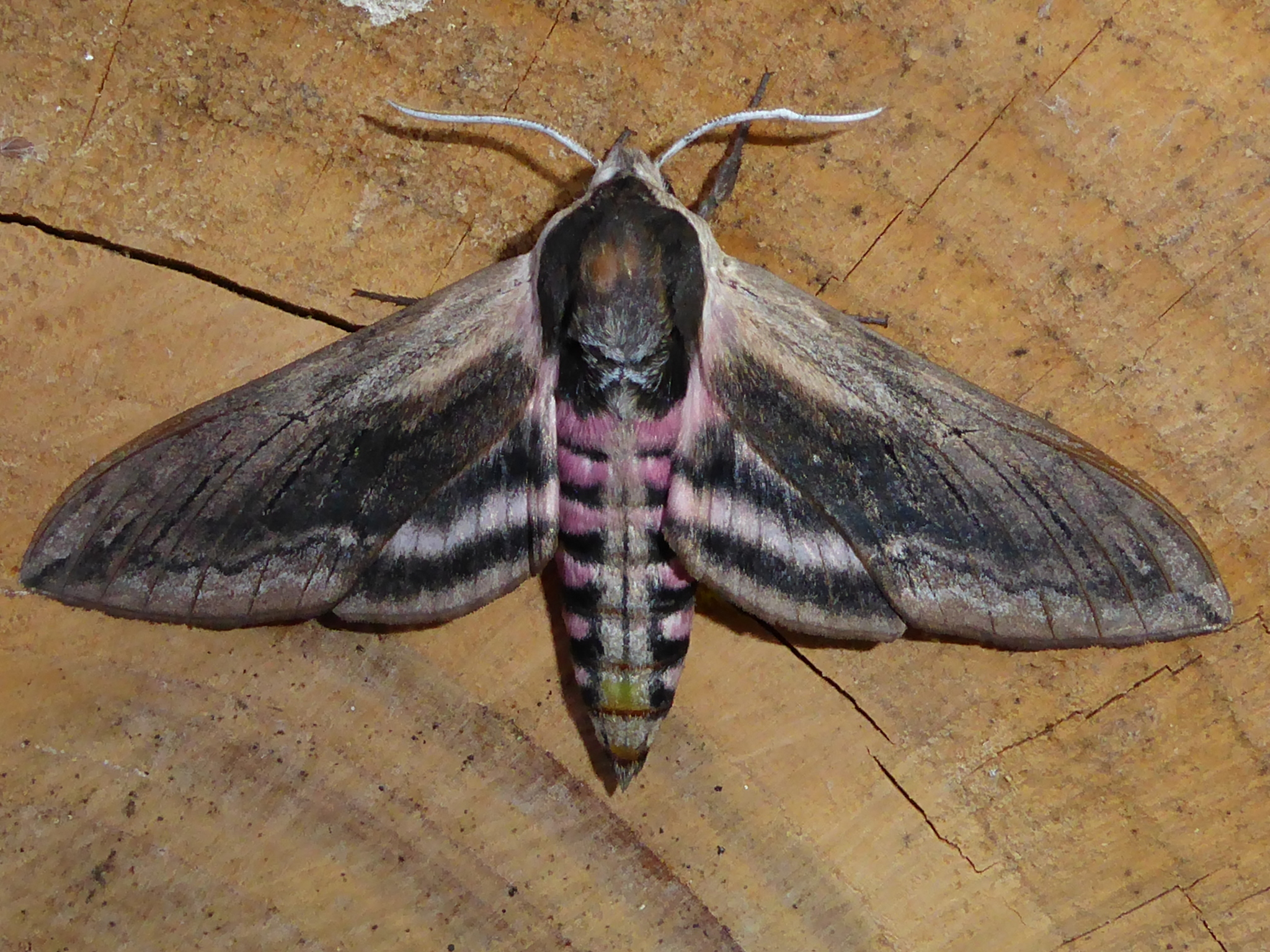 Sphinx ligustri Linnaeus, 1758