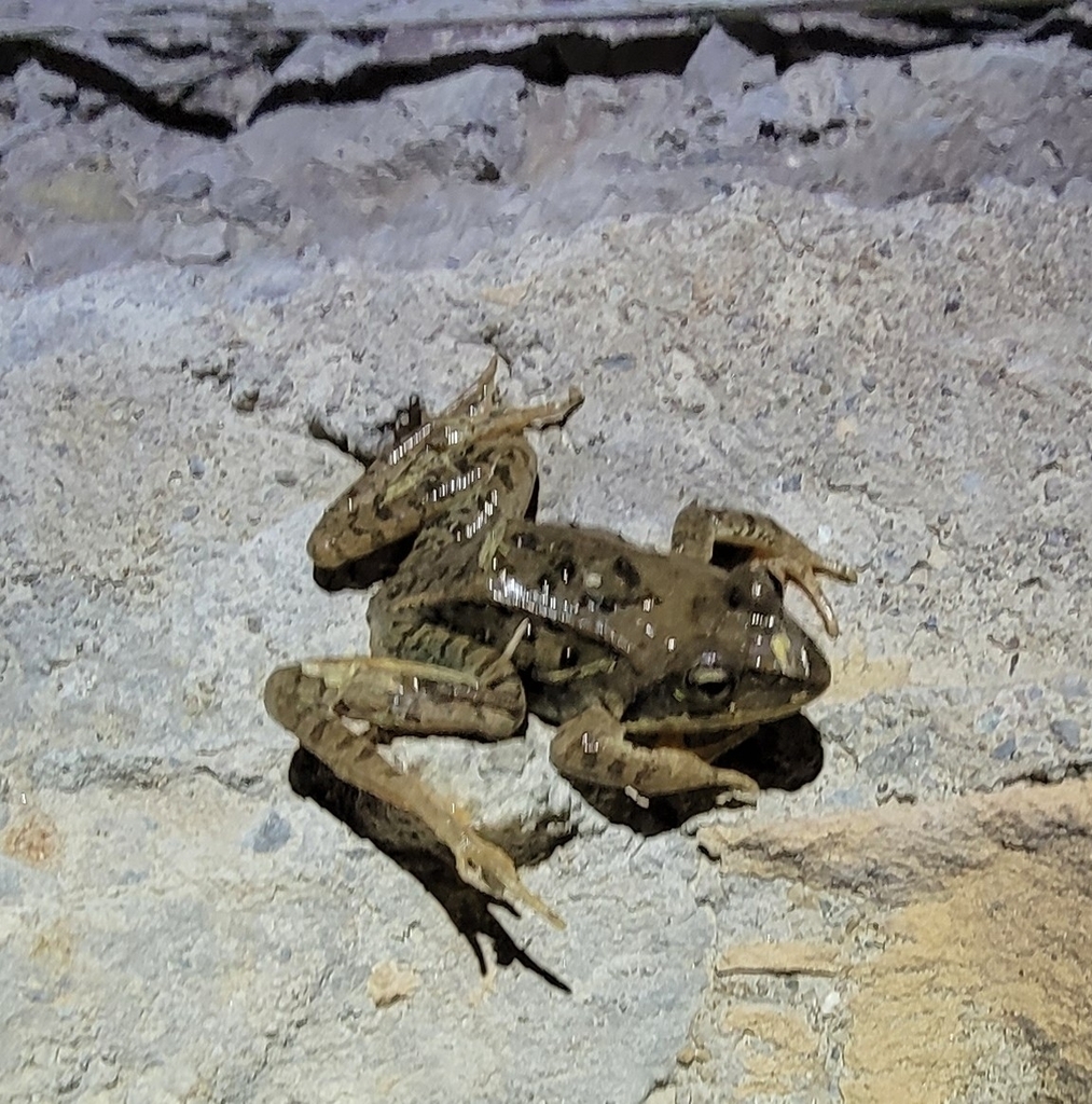 Chinese Brown Frog from Guyuan, CN-NX, CN on May 10, 2023 at 09:47 PM ...