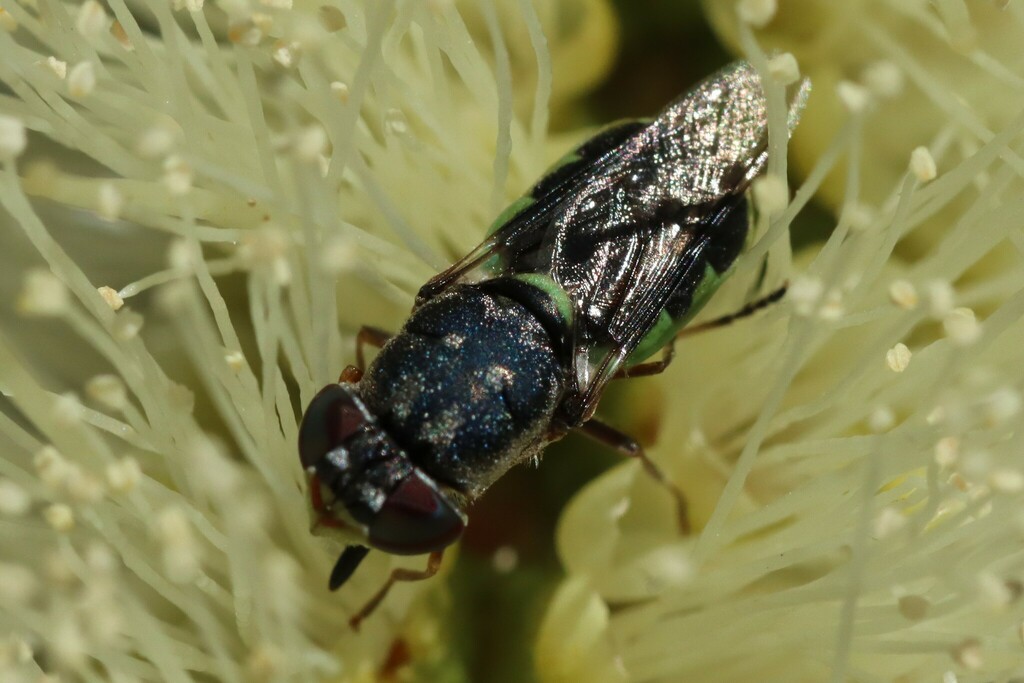 Odontomyia hunteri from Warrimoo NSW 2774, Australia on March 31, 2023 ...