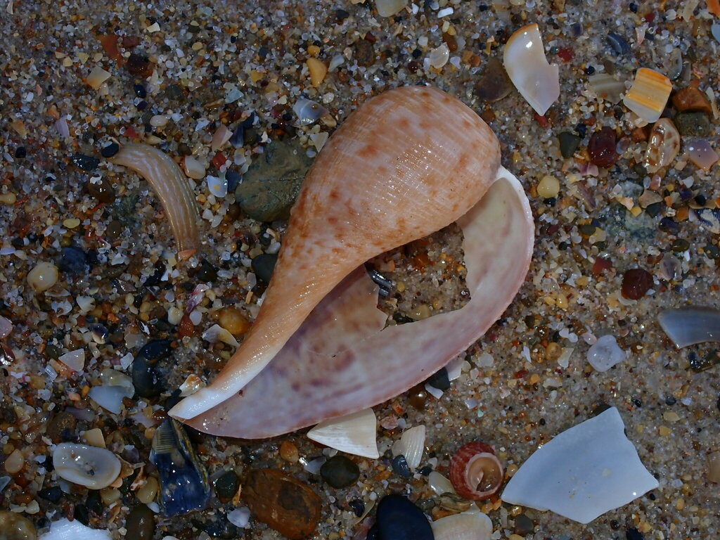 Paper Fig Shell from Hastings Point NSW 2489, Australia on May 11, 2023 ...
