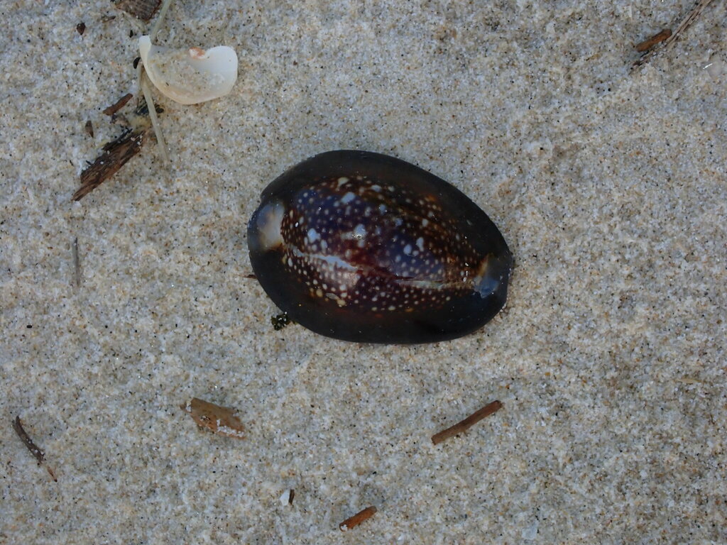 Snakehead Cowrie from Hastings Point NSW 2489, Australia on May 11 ...