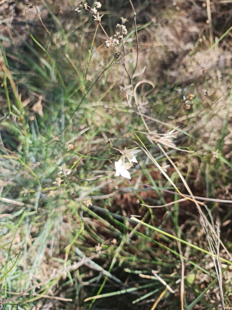 African Blue Bell from Carletonville, 2499, South Africa on May 11 ...